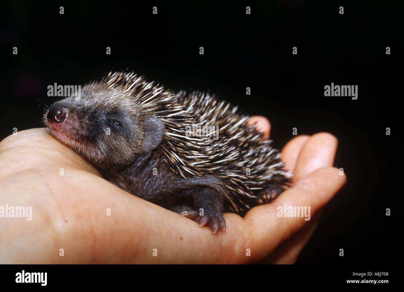 hedgehog - cub in hand Stock Photo - Alamy