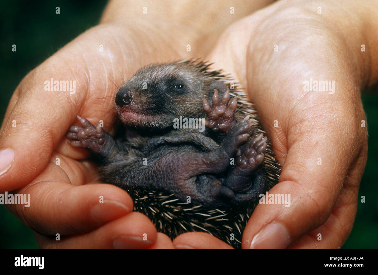 hedgehog - cub in hand Stock Photo - Alamy