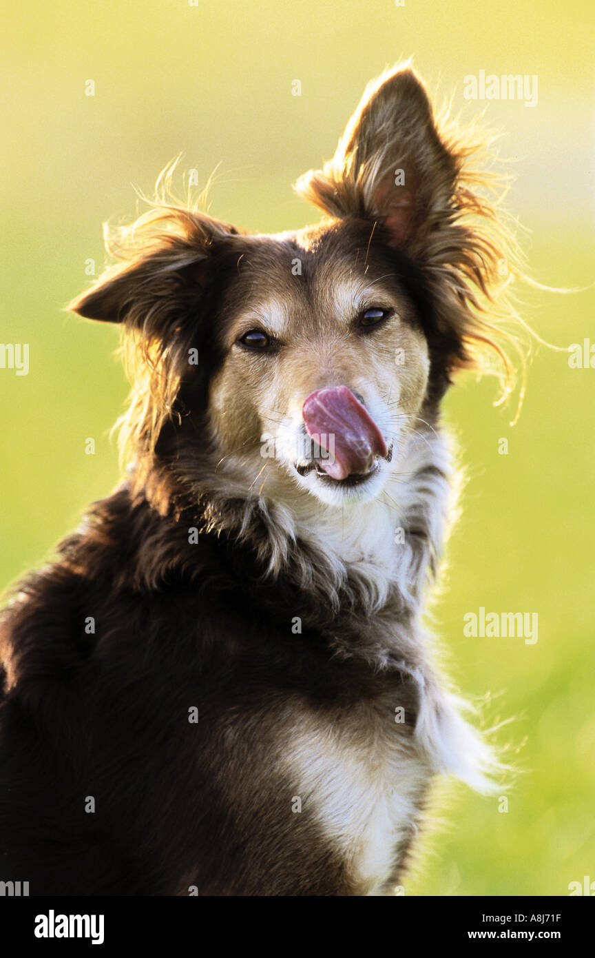 half breed dog - portrait Stock Photo - Alamy