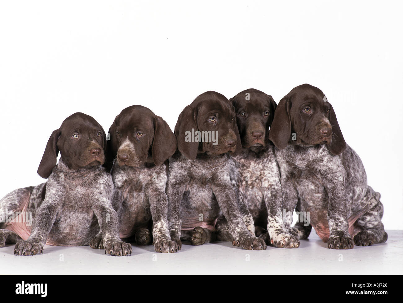 Pointer cut out hi-res stock photography and images - Alamy