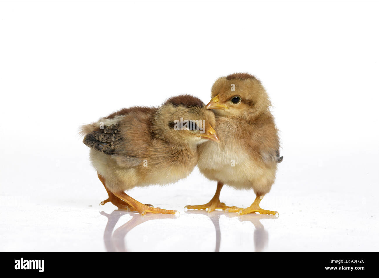Hen chicks cutout not egg hi-res stock photography and images - Alamy