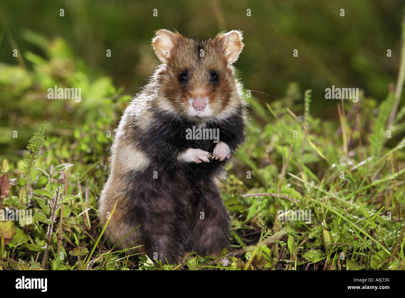 Hamster feet hi-res stock photography and images - Alamy