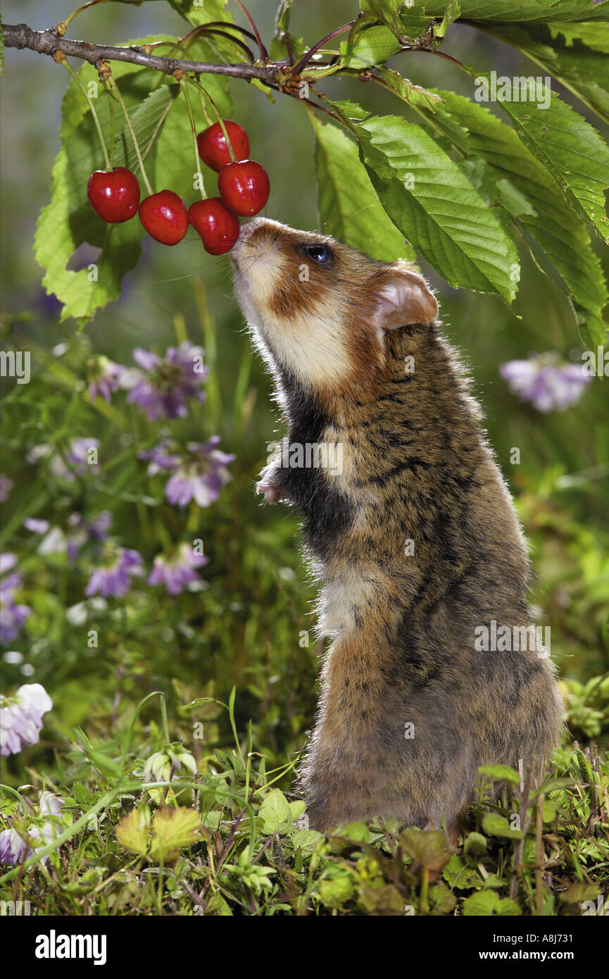 European hamster sniffling at cherries / Cricetus cricetus Stock Photo ...