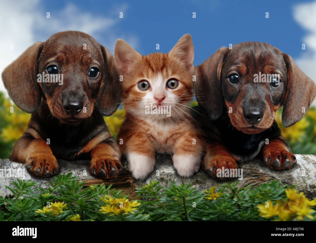 Smooth cat hi-res stock photography and images - Alamy