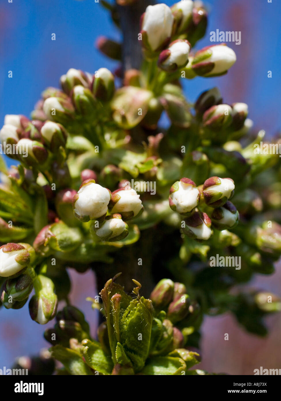 Pear Tree buds and blossom spring UK Stock Photo - Alamy