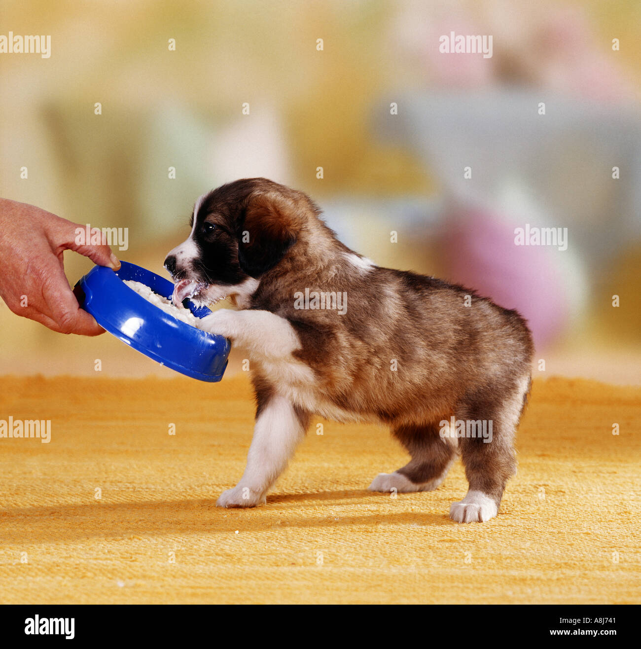 half breed dog puppy munching curd Stock Photo - Alamy