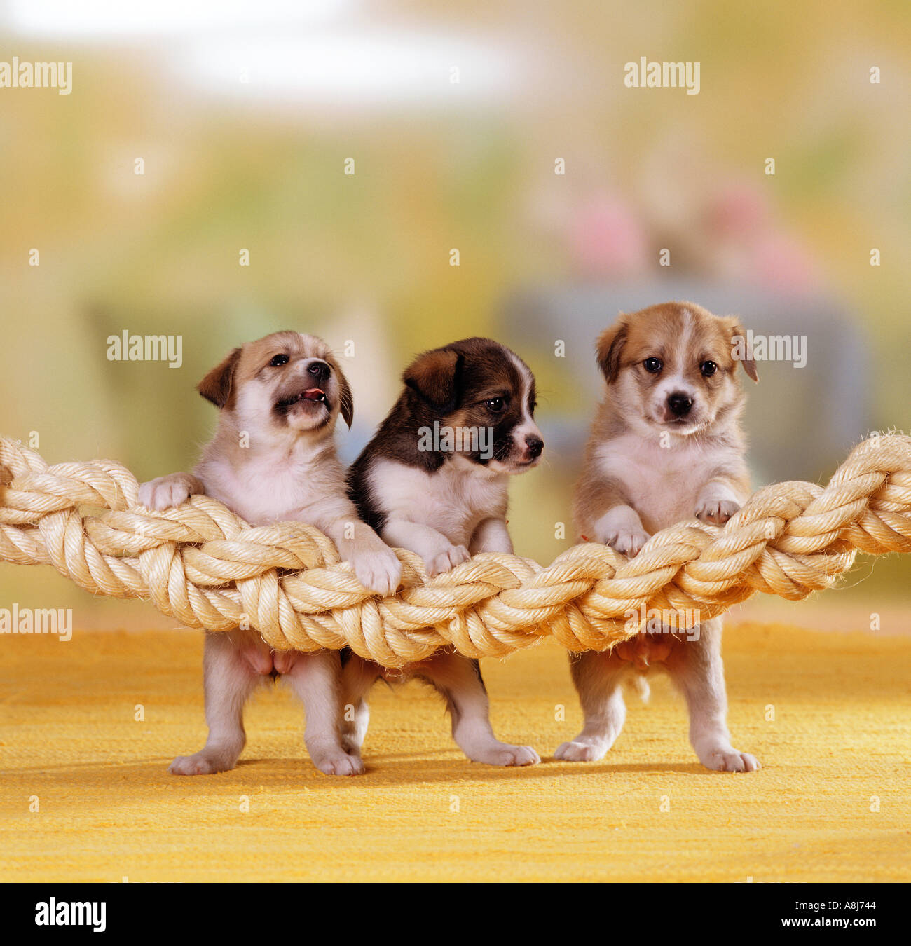 Three dog breeds hi-res stock photography and images - Alamy