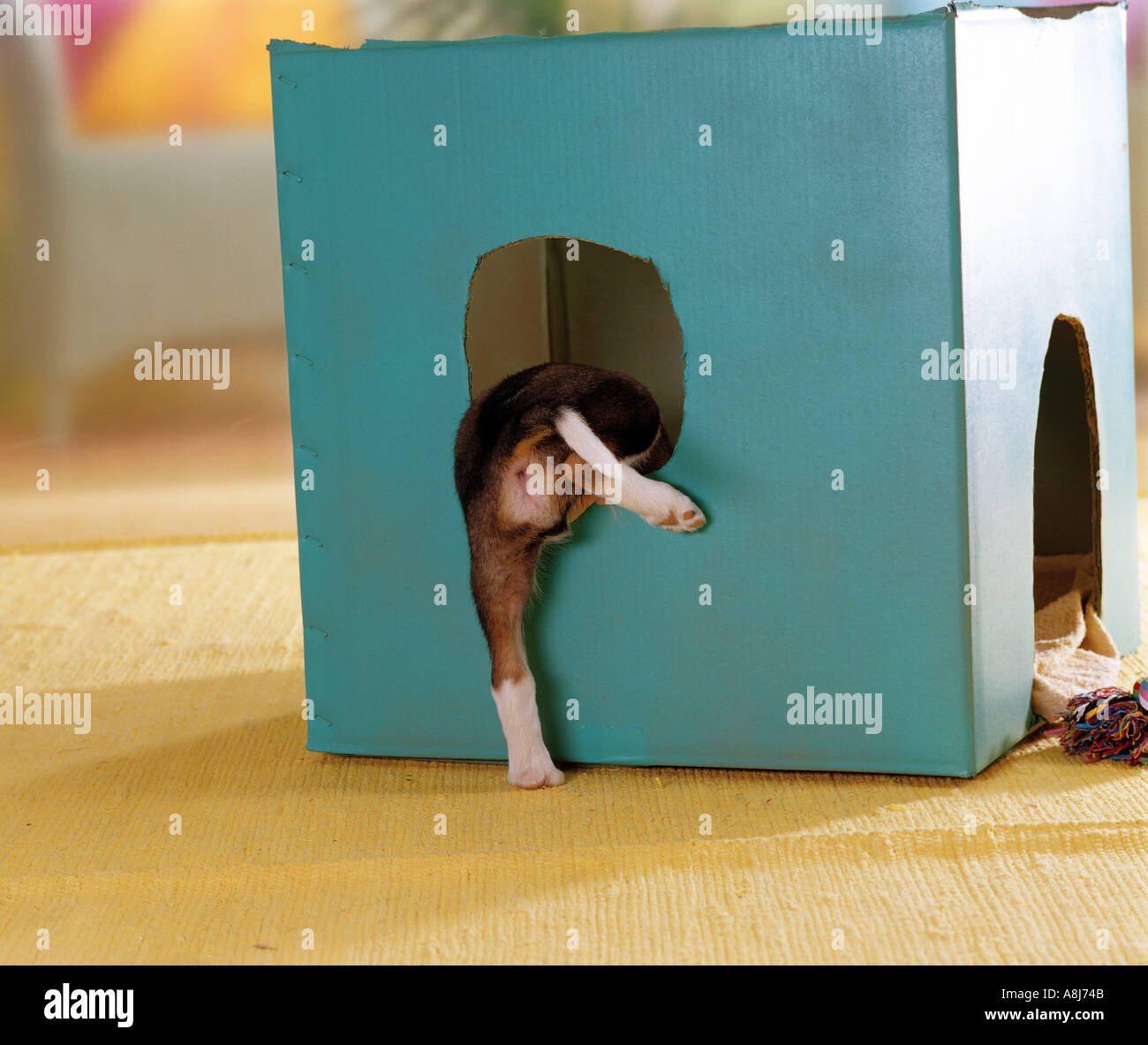 half breed dog puppy 7 1/2 weeks climbing into a box Stock Photo - Alamy