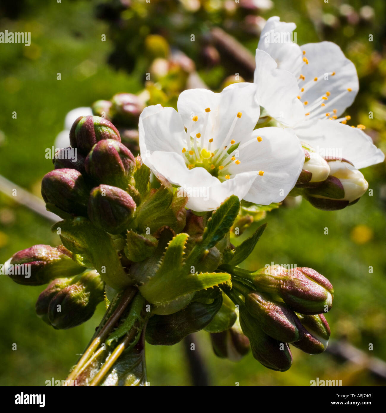 Rosacea tree hi-res stock photography and images - Alamy