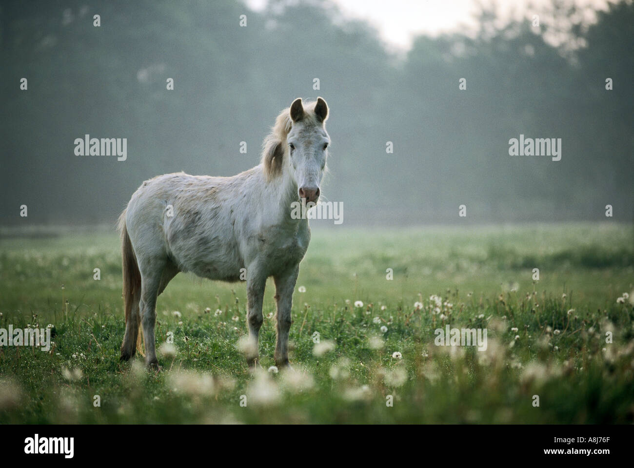 Mule (crossbreed Shetland pony and donkey father) standing on a meadow ...