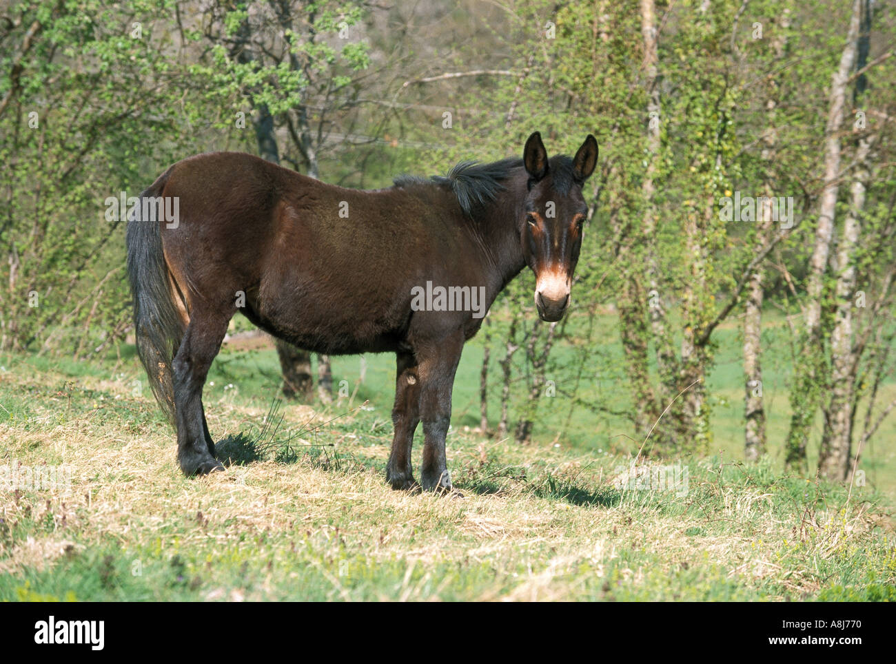 Mule (crossbreed Merens pony horse mother and donkey father Stock Photo ...