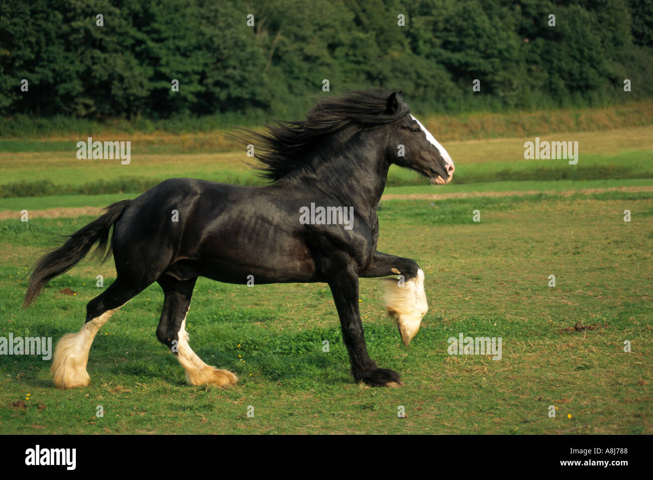 Shire horse trotting hi-res stock photography and images - Alamy