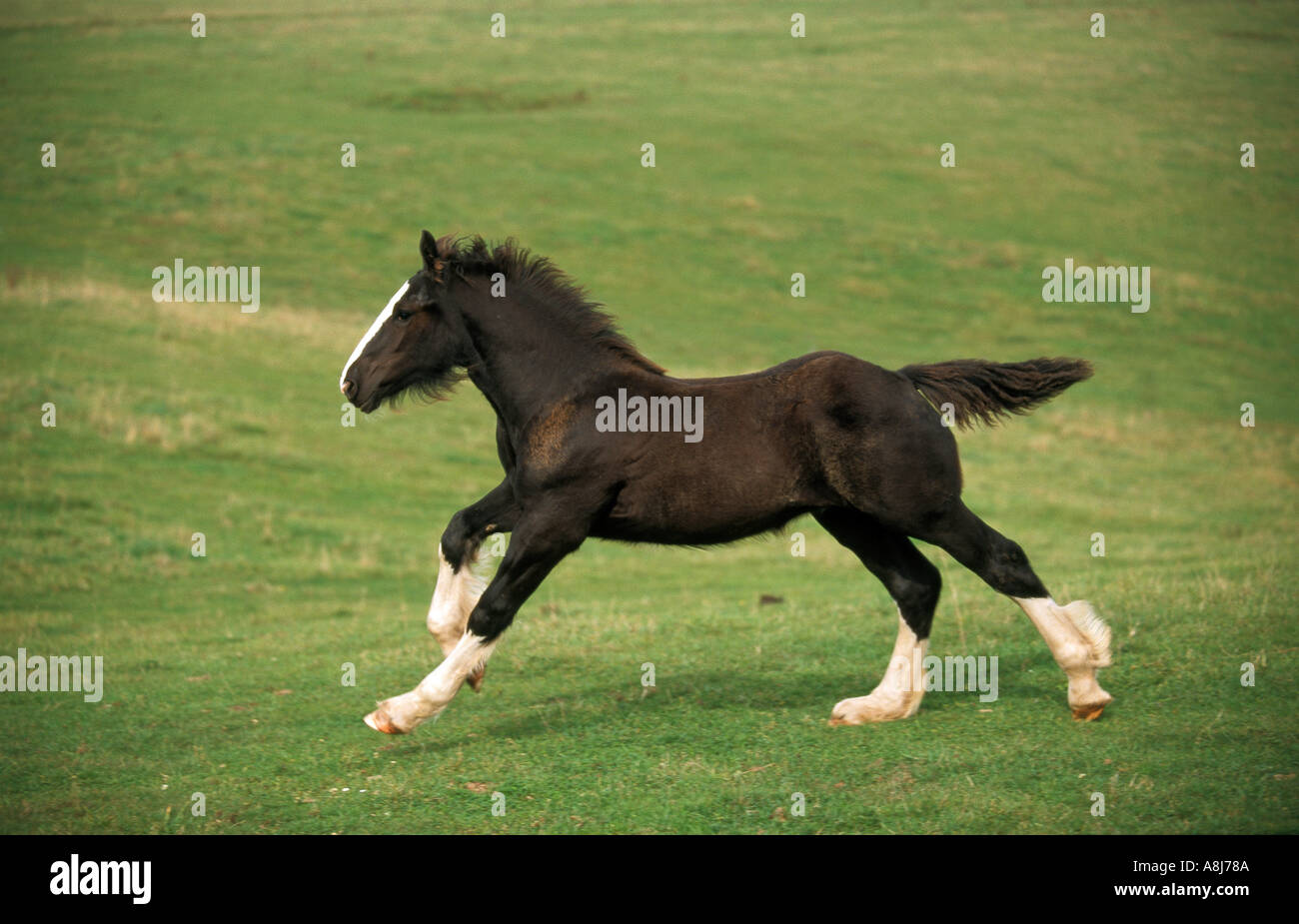 Shire Horses Galloping High Resolution Stock Photography and Images - Alamy