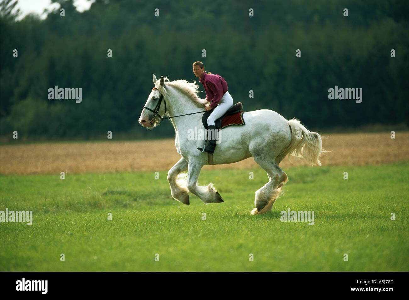 Shire horse ride hi-res stock photography and images - Alamy