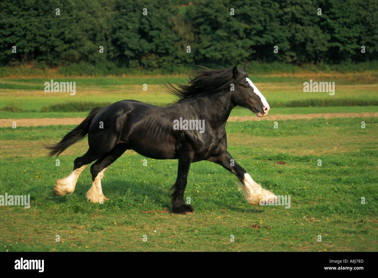 Shire Horse - galloping Stock Photo - Alamy