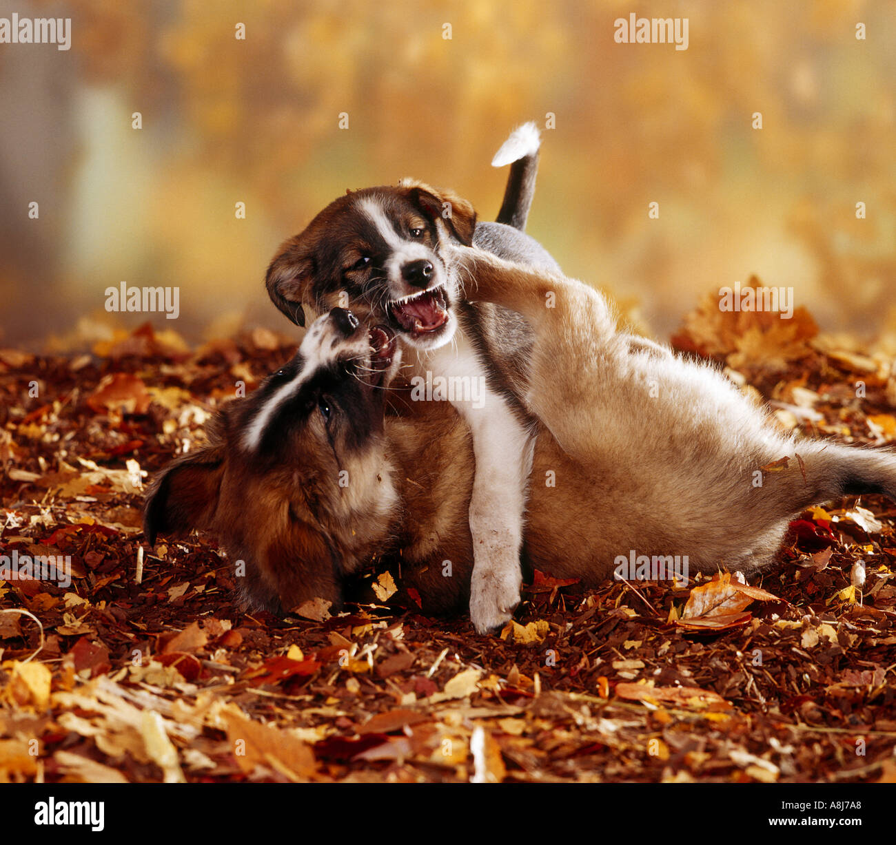 Dogs Playing In Leaves