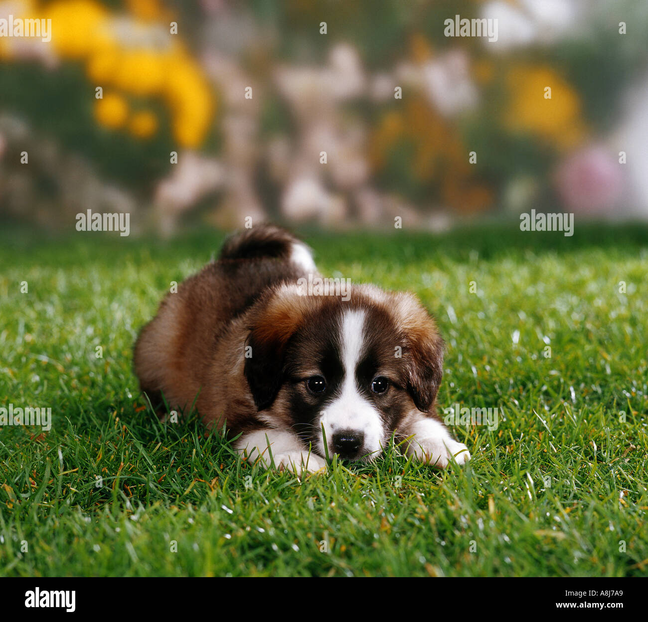 5 weeks dog hi-res stock photography and images - Alamy