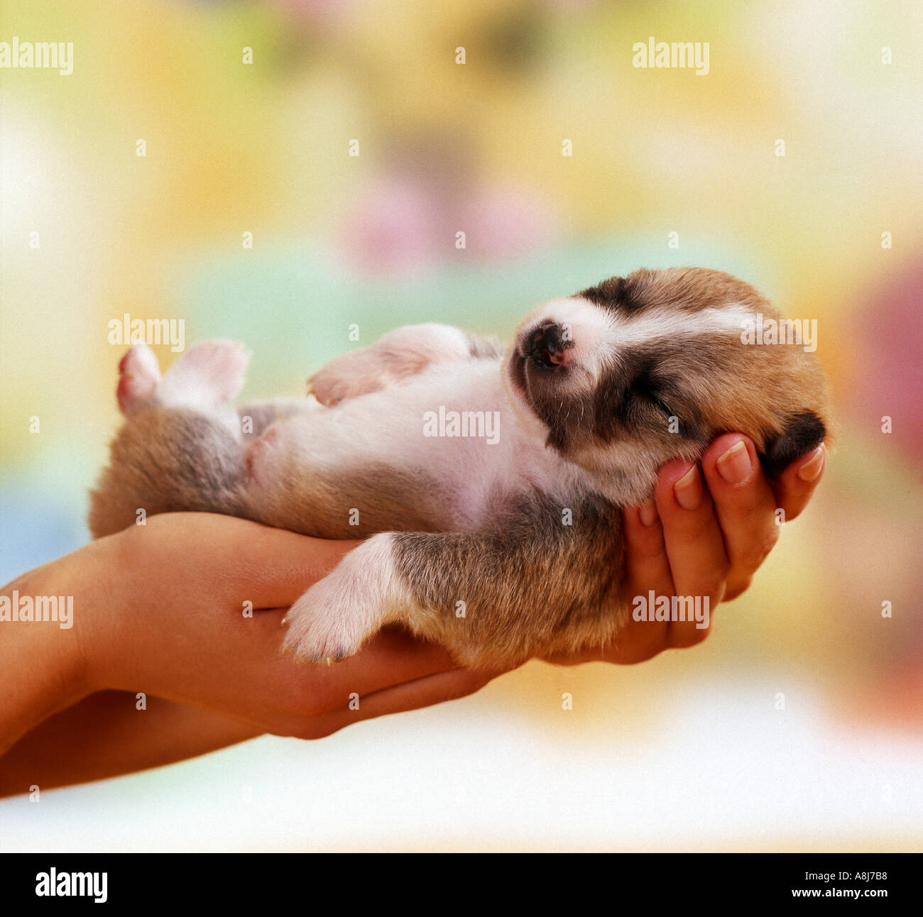 Hand on dog hi-res stock photography and images - Alamy