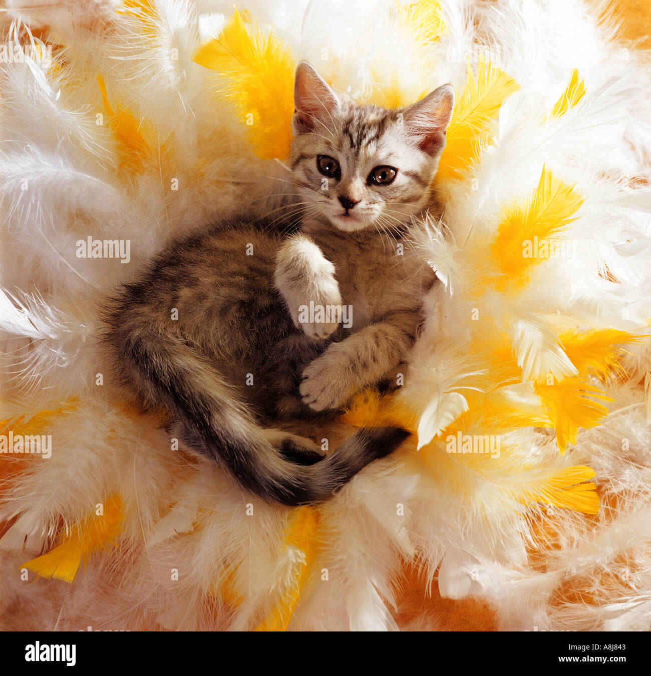 domestic cat kitten - lying on feathers Stock Photo - Alamy