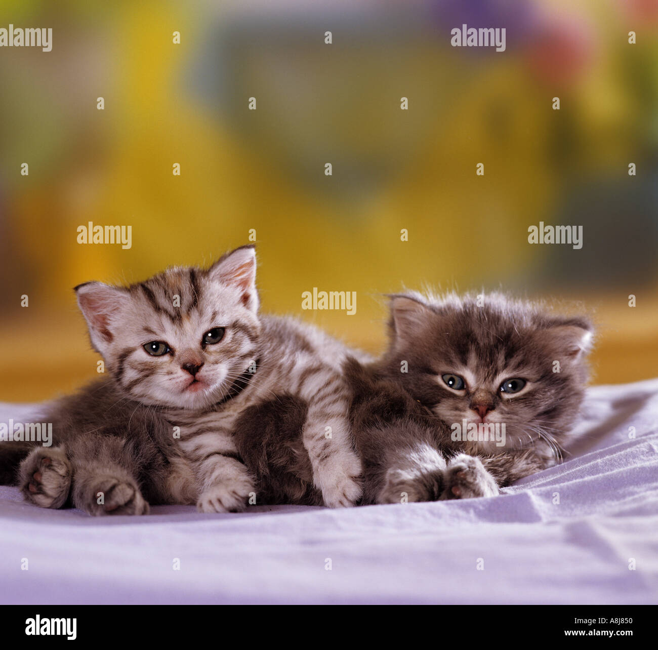 2 domestic cat kitten cuddling Stock Photo - Alamy