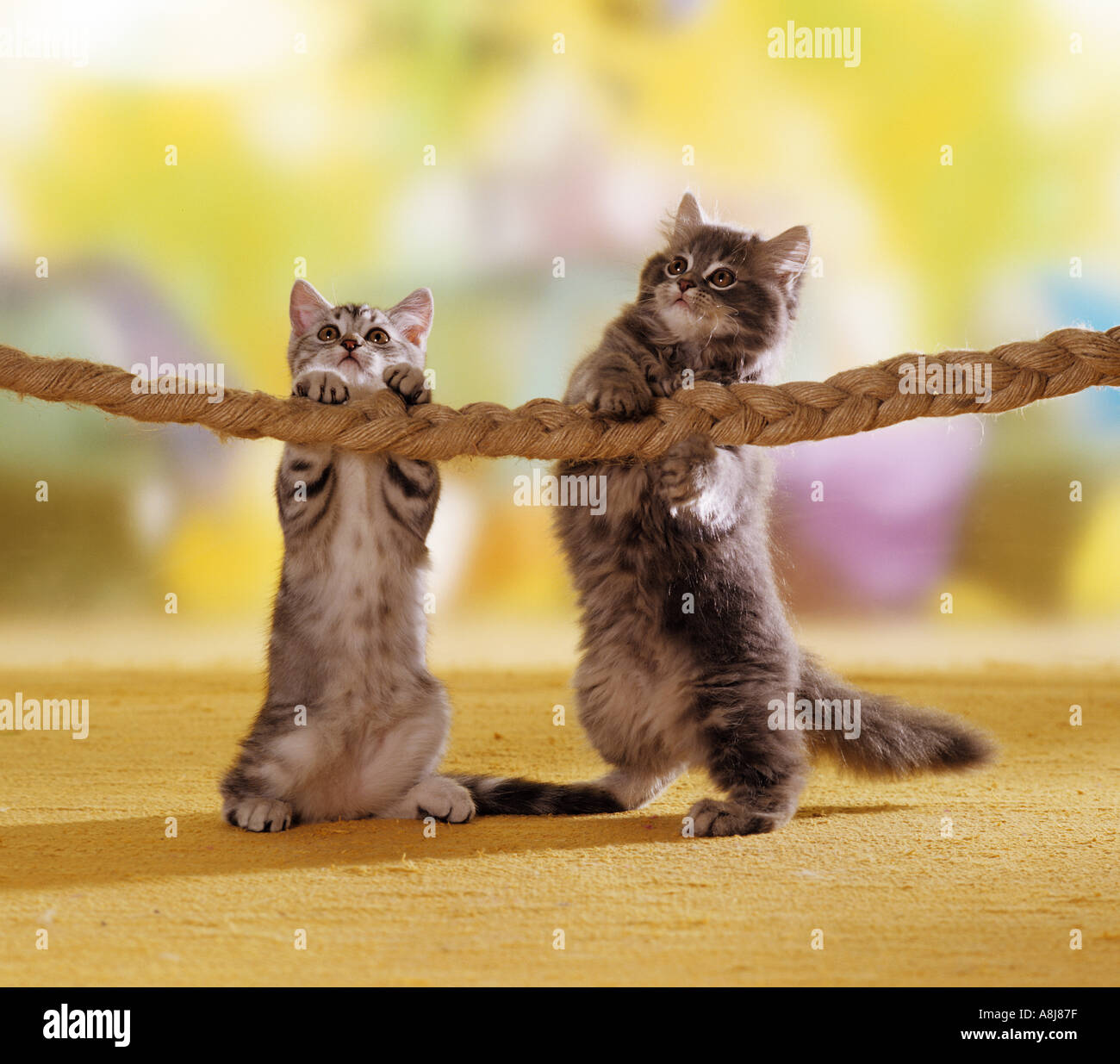 Dometic cat hi-res stock photography and images - Alamy