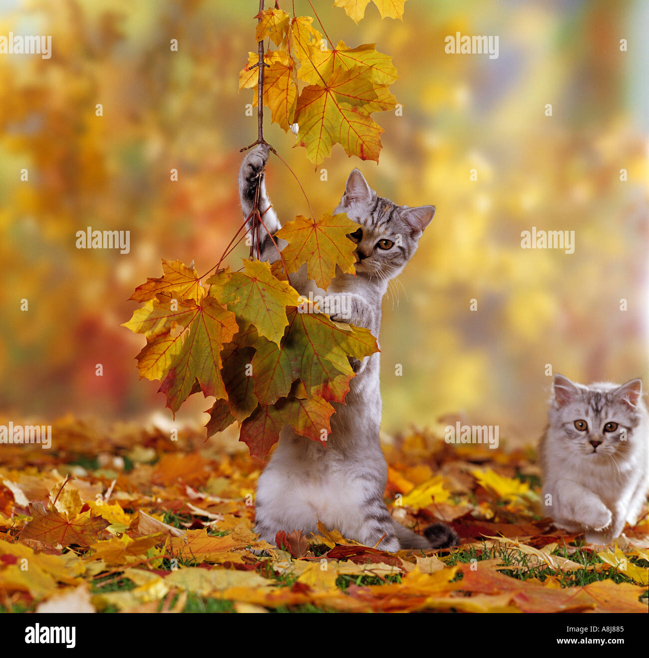 Kitten playing with autumn leaves hi-res stock photography and images ...