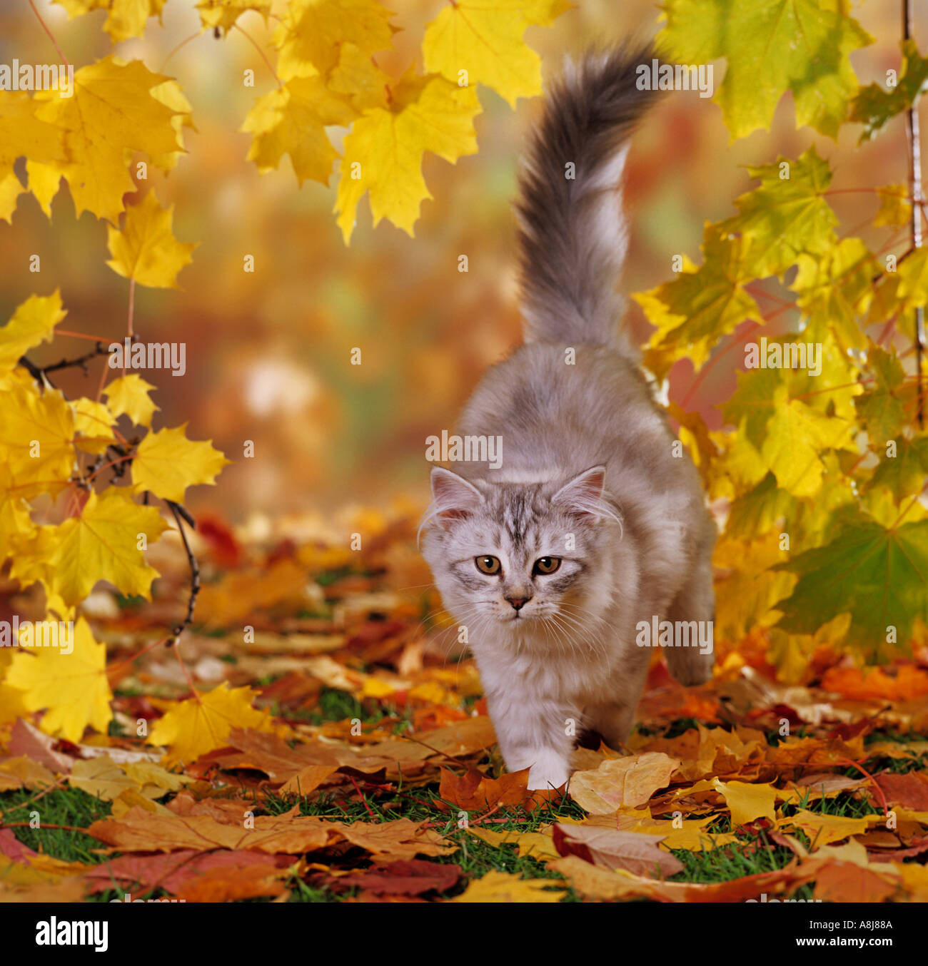 domestic cat kitten walking Stock Photo - Alamy