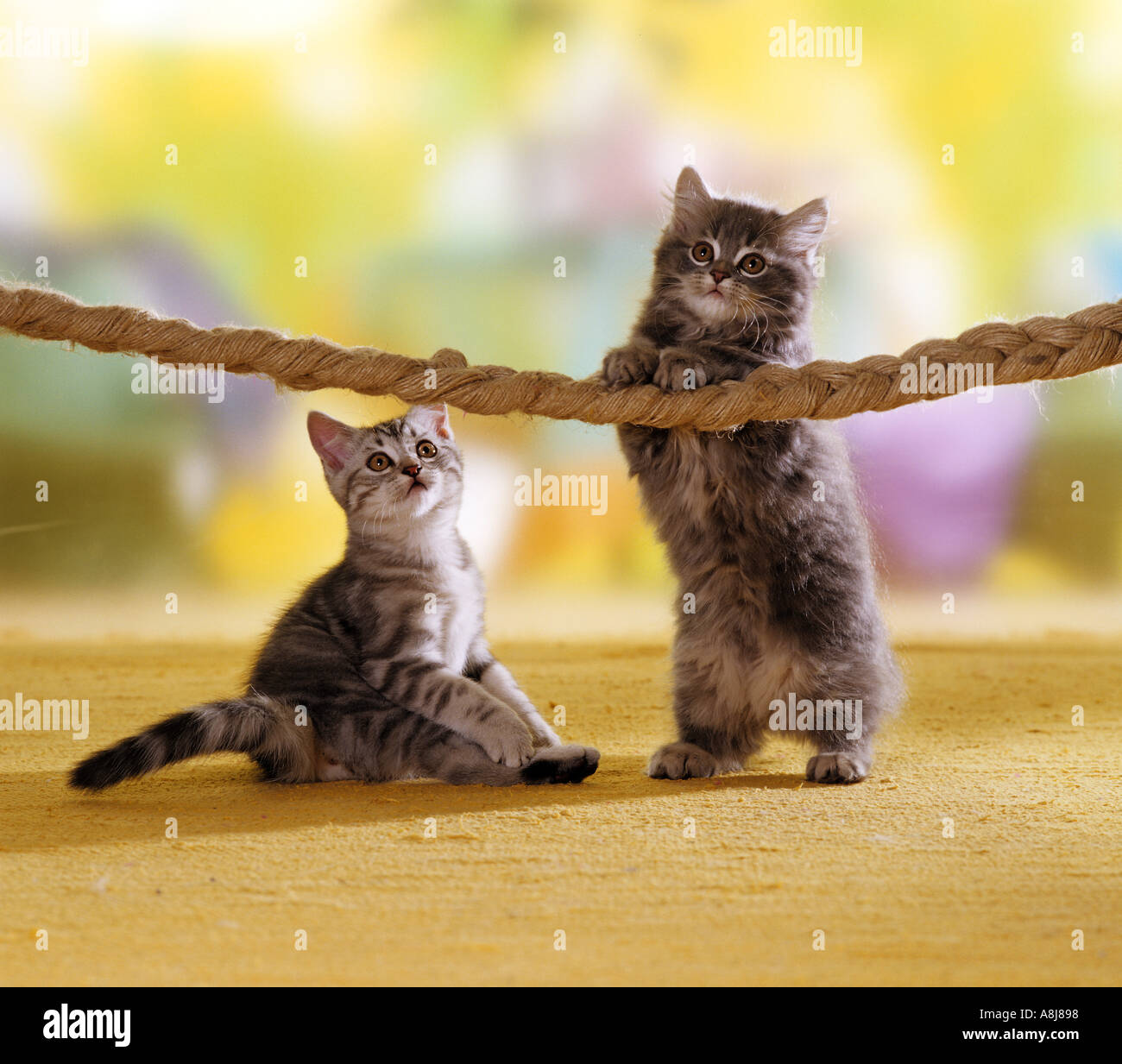 Tightrope cat hi-res stock photography and images - Alamy