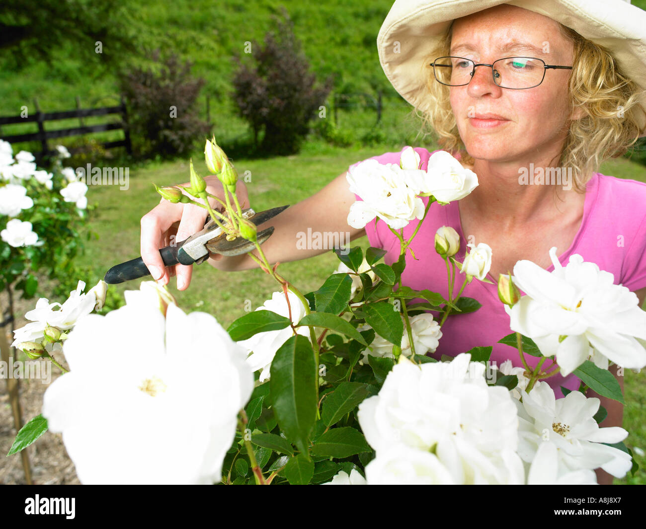 Young Woman In Hat Pruning A Large White Rose Bush With Secateur Snips