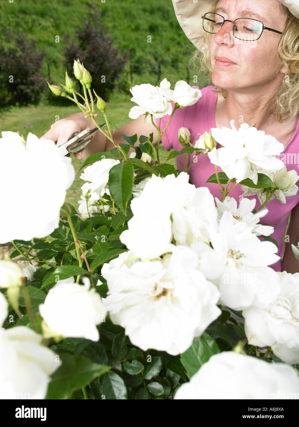 Old lady cutting bushes outdoor hi-res stock photography and images - Alamy