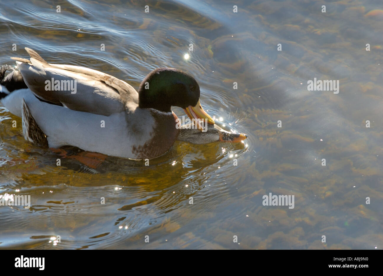 Mallards mating, Anas platyrhynchos Stock Photo - Alamy