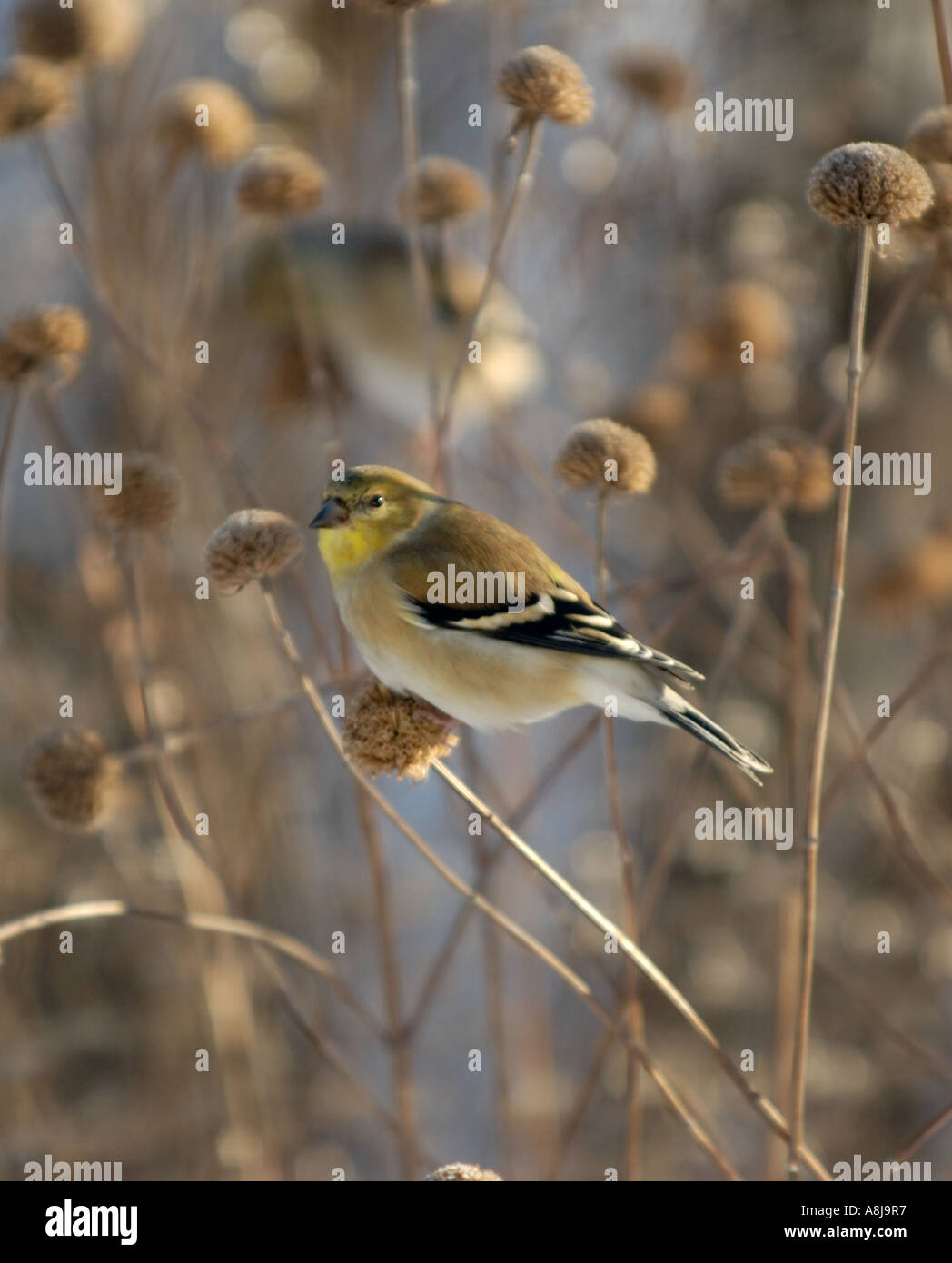 American Goldfinch in winter plumage Stock Photo - Alamy