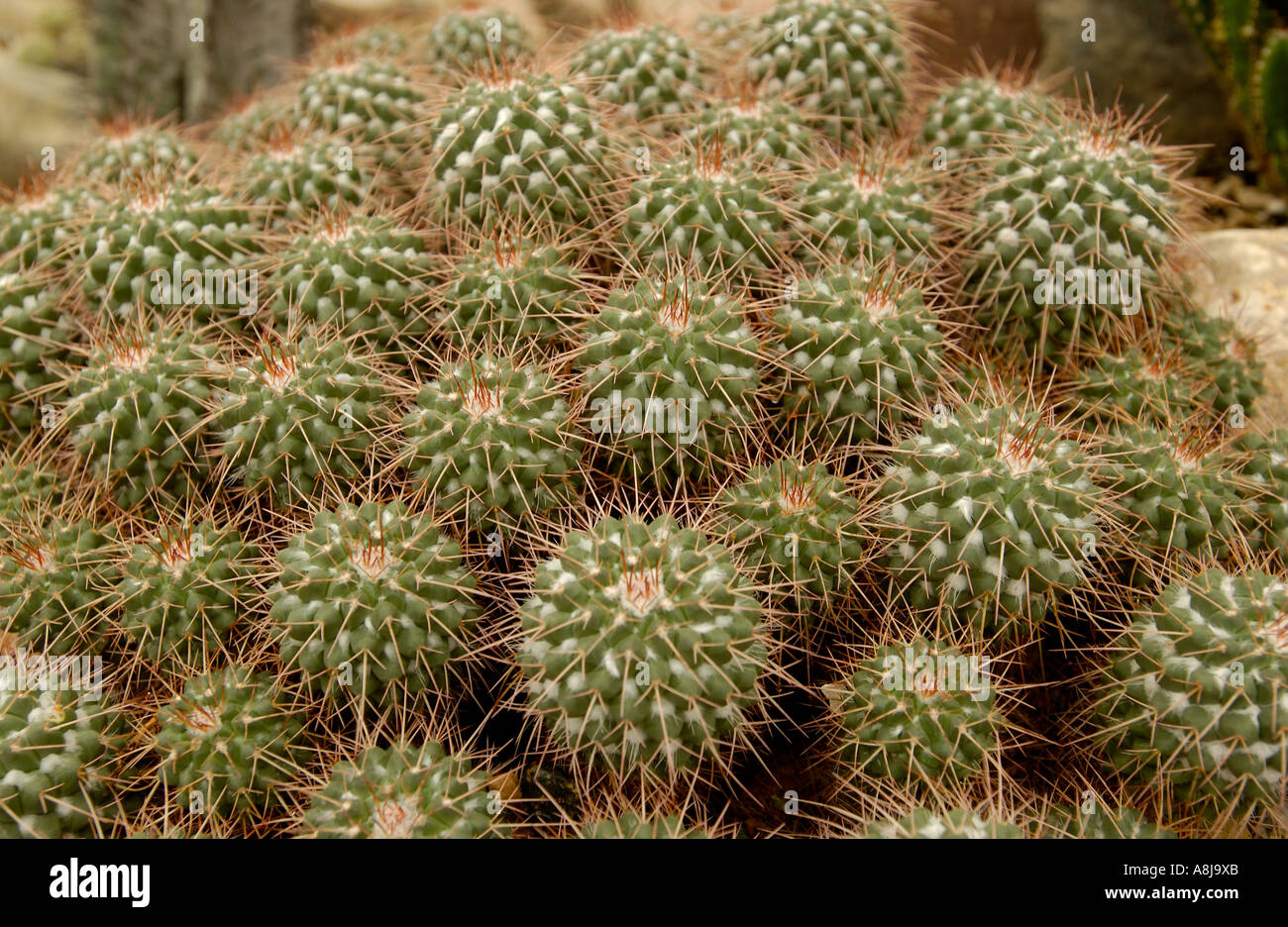Mammillaria polyedra hi-res stock photography and images - Alamy