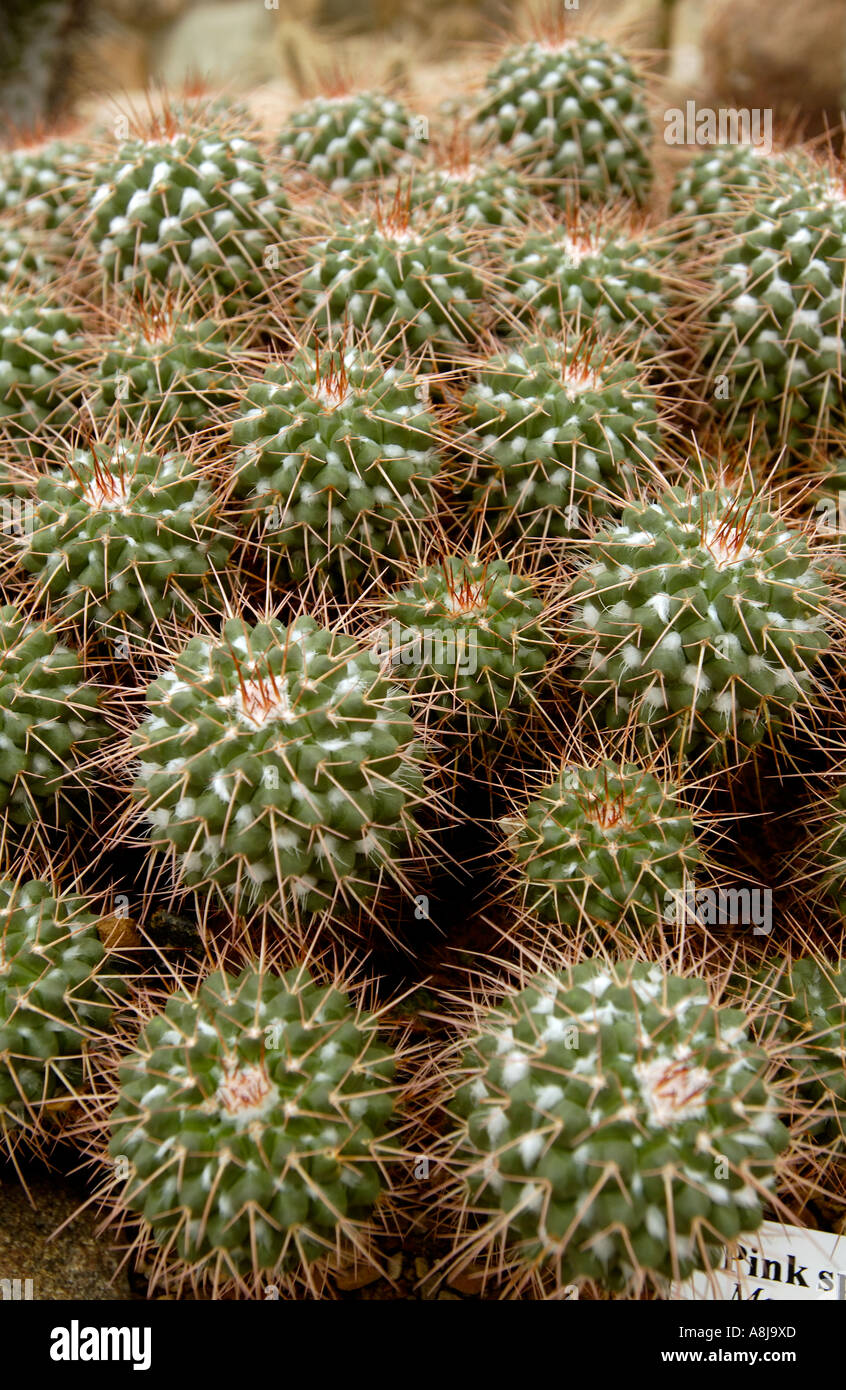 Mammillaria polyedra hi-res stock photography and images - Alamy