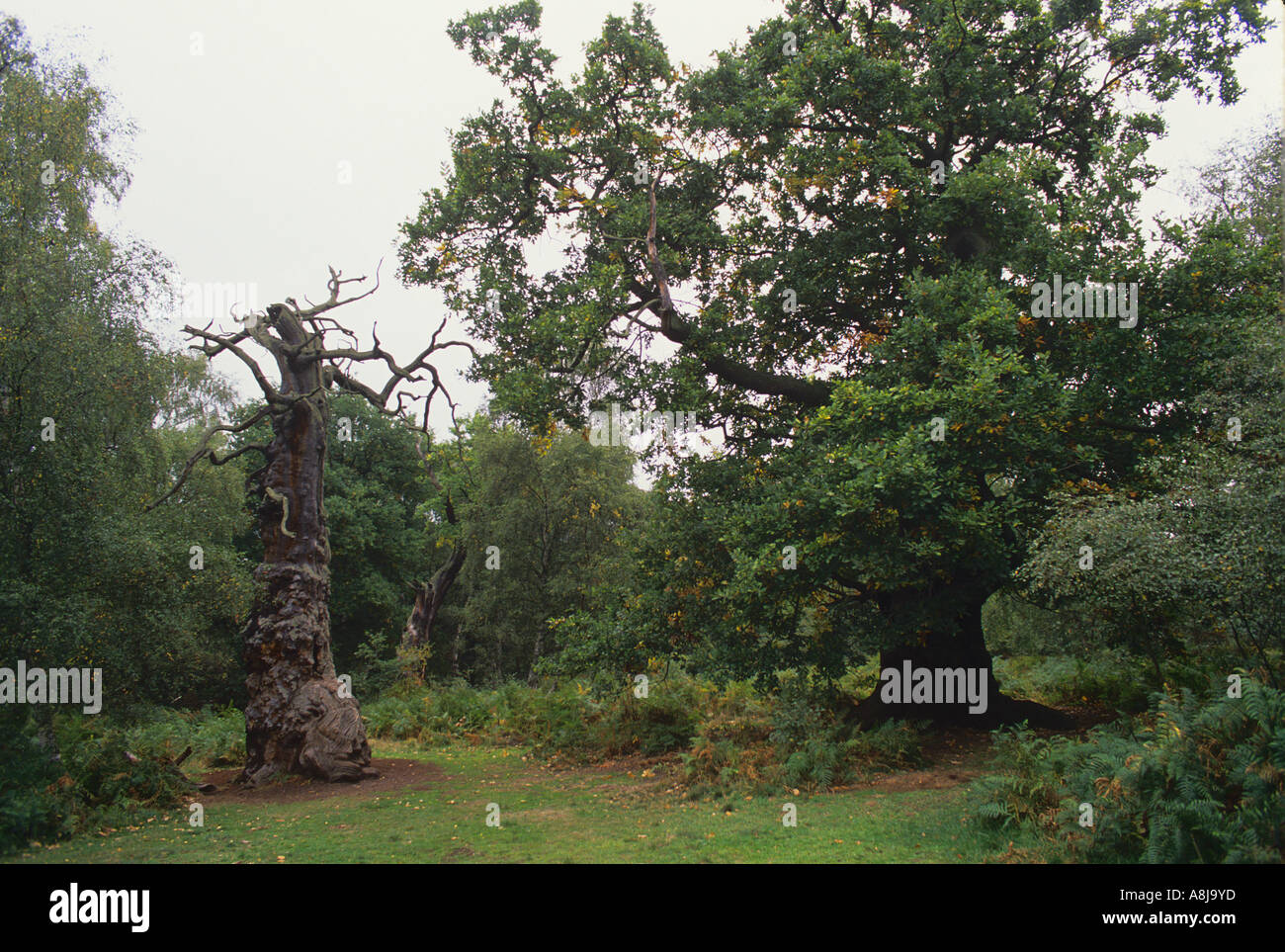 Sherwood Forest 450 acres of ancient oak forest Nottinghamshire Stock ...