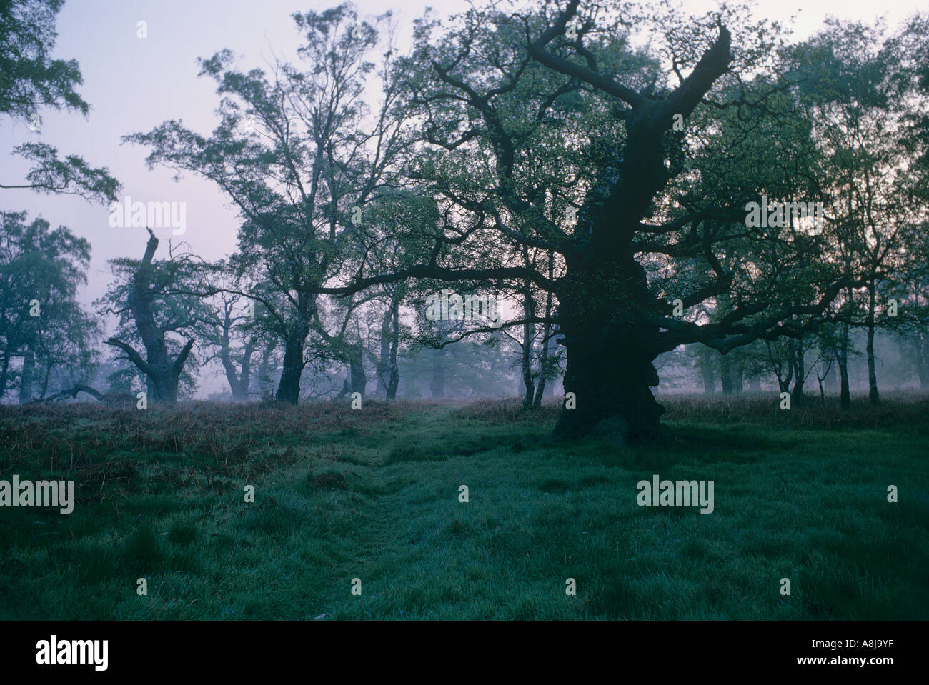 Sherwood Forest 450 acres of ancient oak forest Nottinghamshire Stock ...