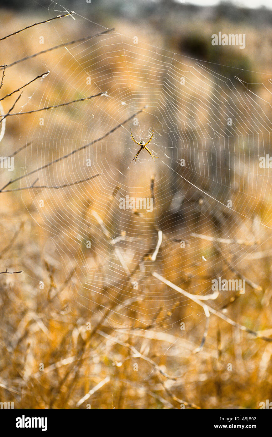 a spider in spiderweb Stock Photo - Alamy