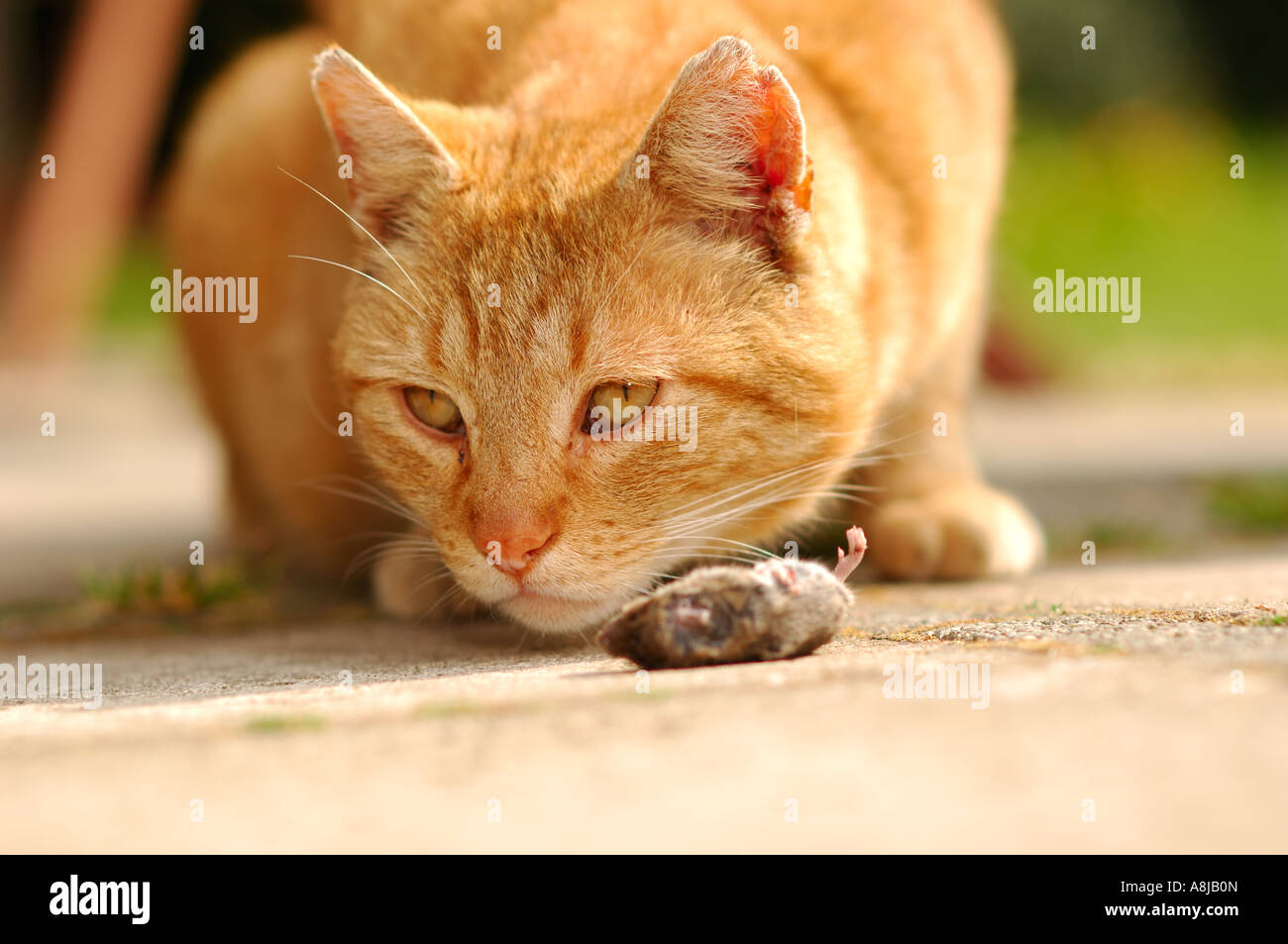 Domestic cat Portrait of a domestic cat with a dead mouse on the front ...