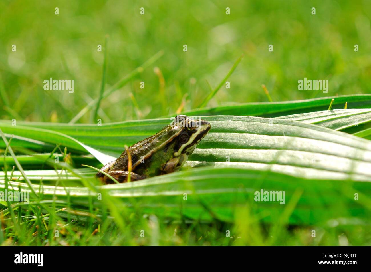 Green Frog Rana esculenta sitting in the green grass Stock Photo - Alamy