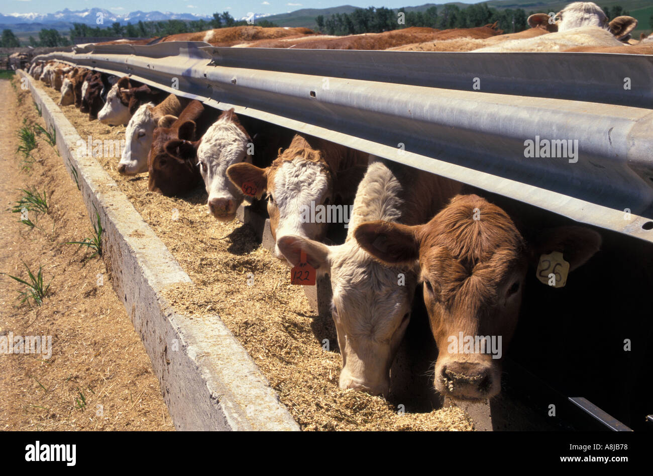 Hundreds of Cattle in confined in a feed lot in Alberta Canada Stock ...