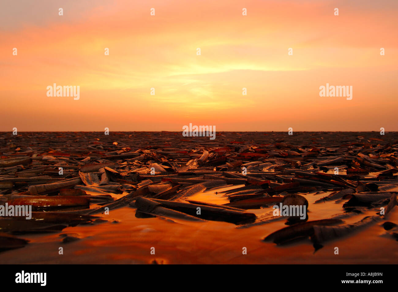 Sunset on North sea Beach with on the front shell Atlantic jackknife ...