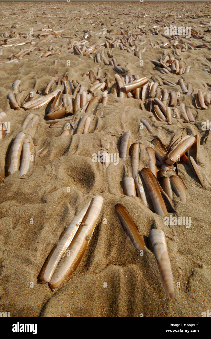 Jackknife beach hi-res stock photography and images - Alamy
