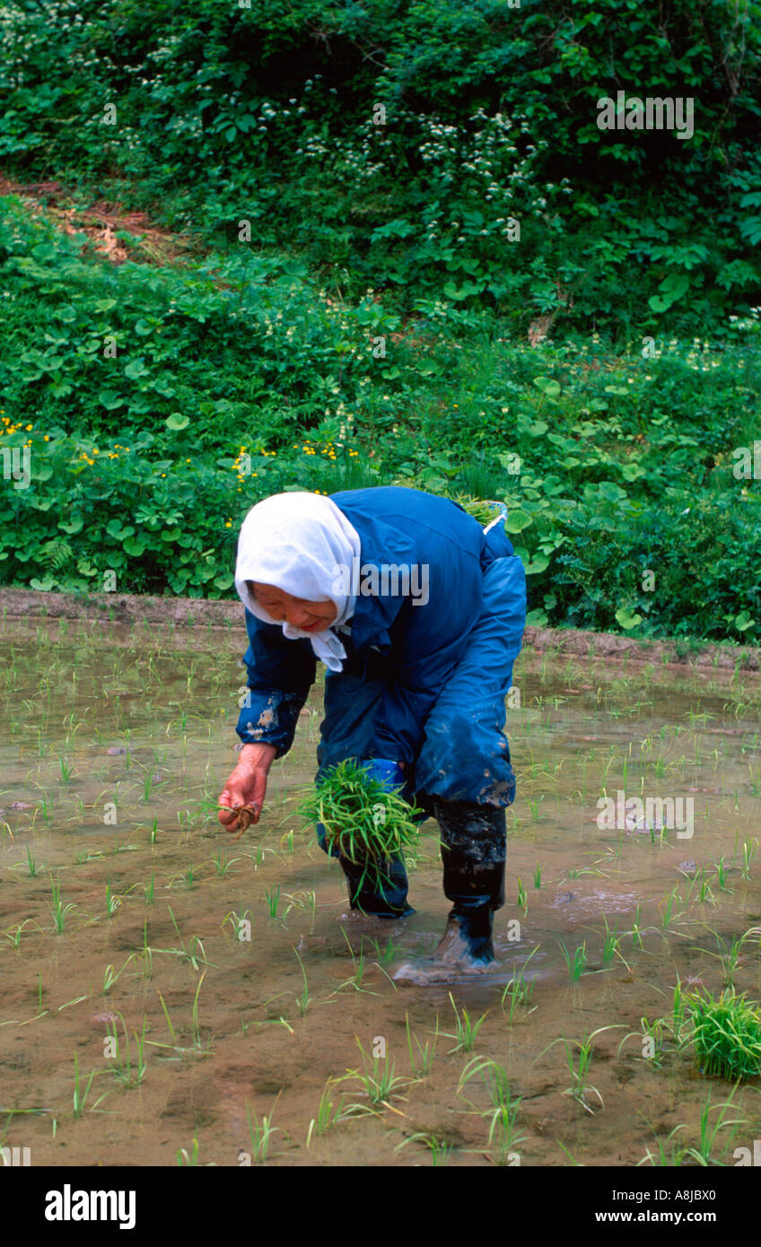 Woman planting rice, Ishikawa, Japan Stock Photo - Alamy