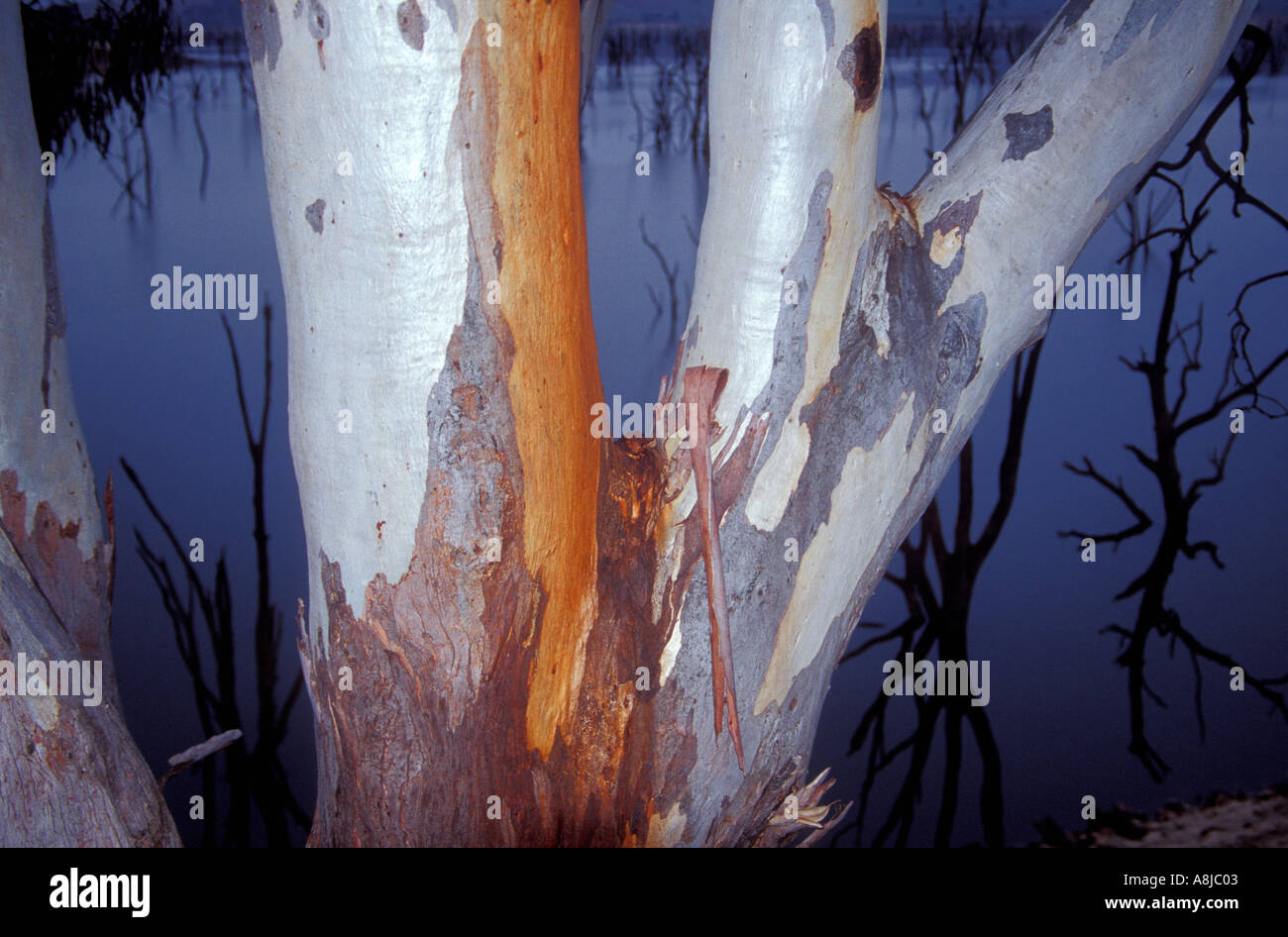 Gums on the bank of Lake Hume Victoria AUSTRALIA Stock Photo - Alamy