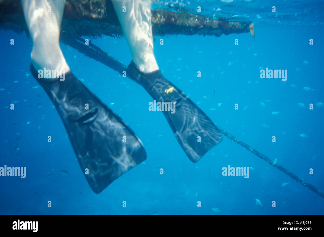 Feet in swimming fins off Nusa Lembongan INDONESIA Stock Photo - Alamy