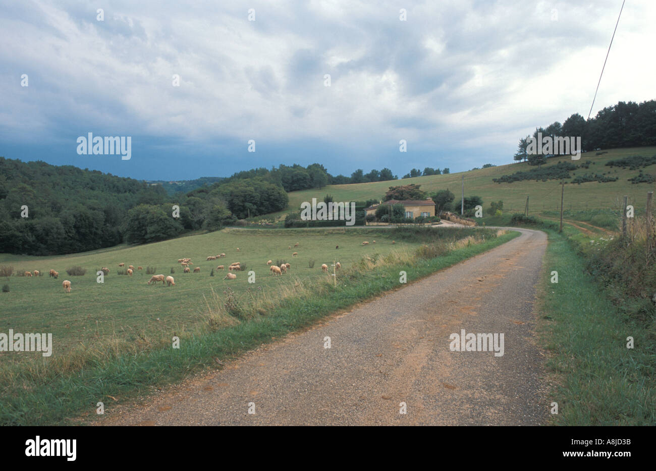Sheep france lot hi-res stock photography and images - Alamy