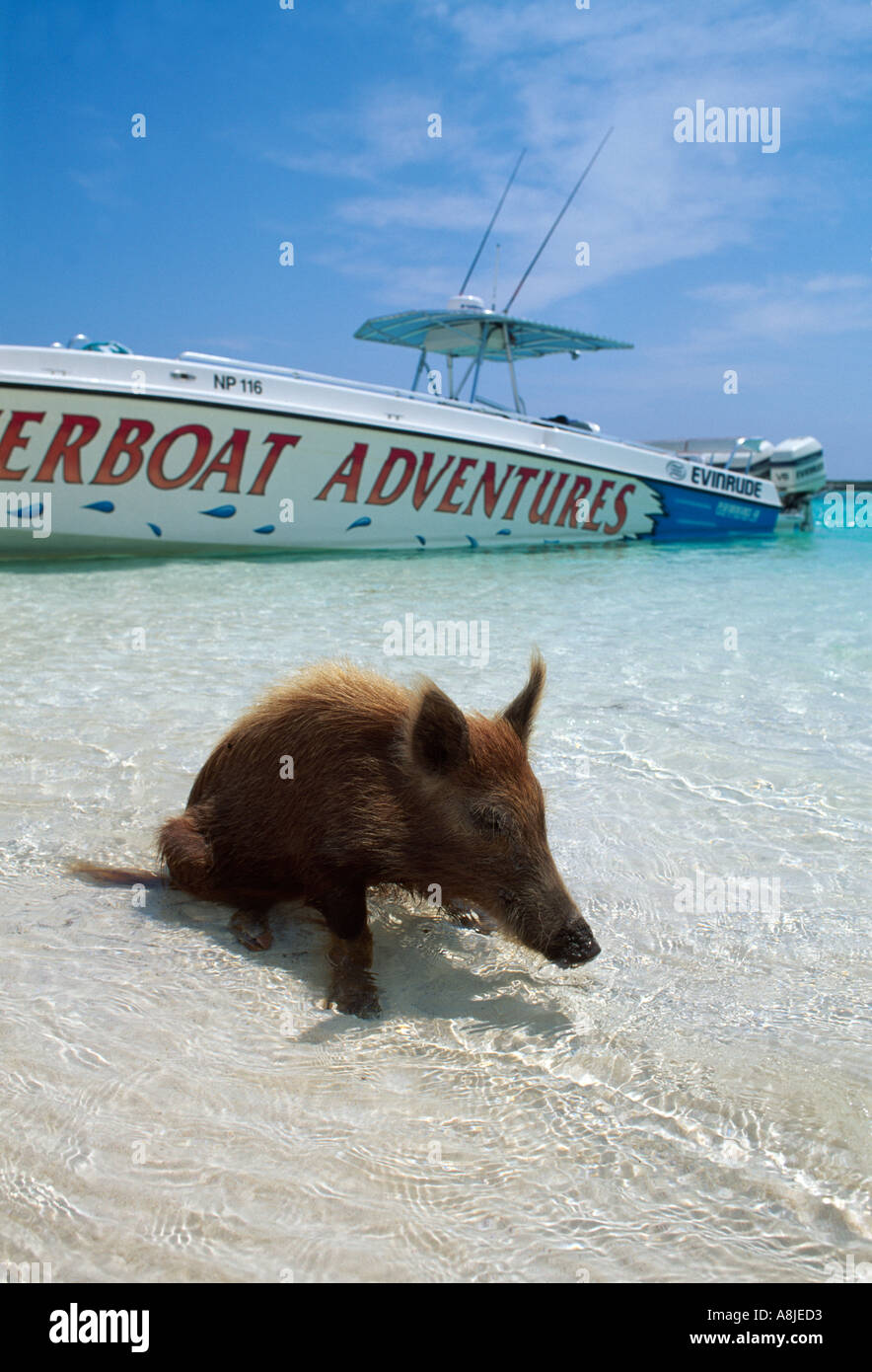 Ship Channel Cay Bahamas Stock Photo - Alamy