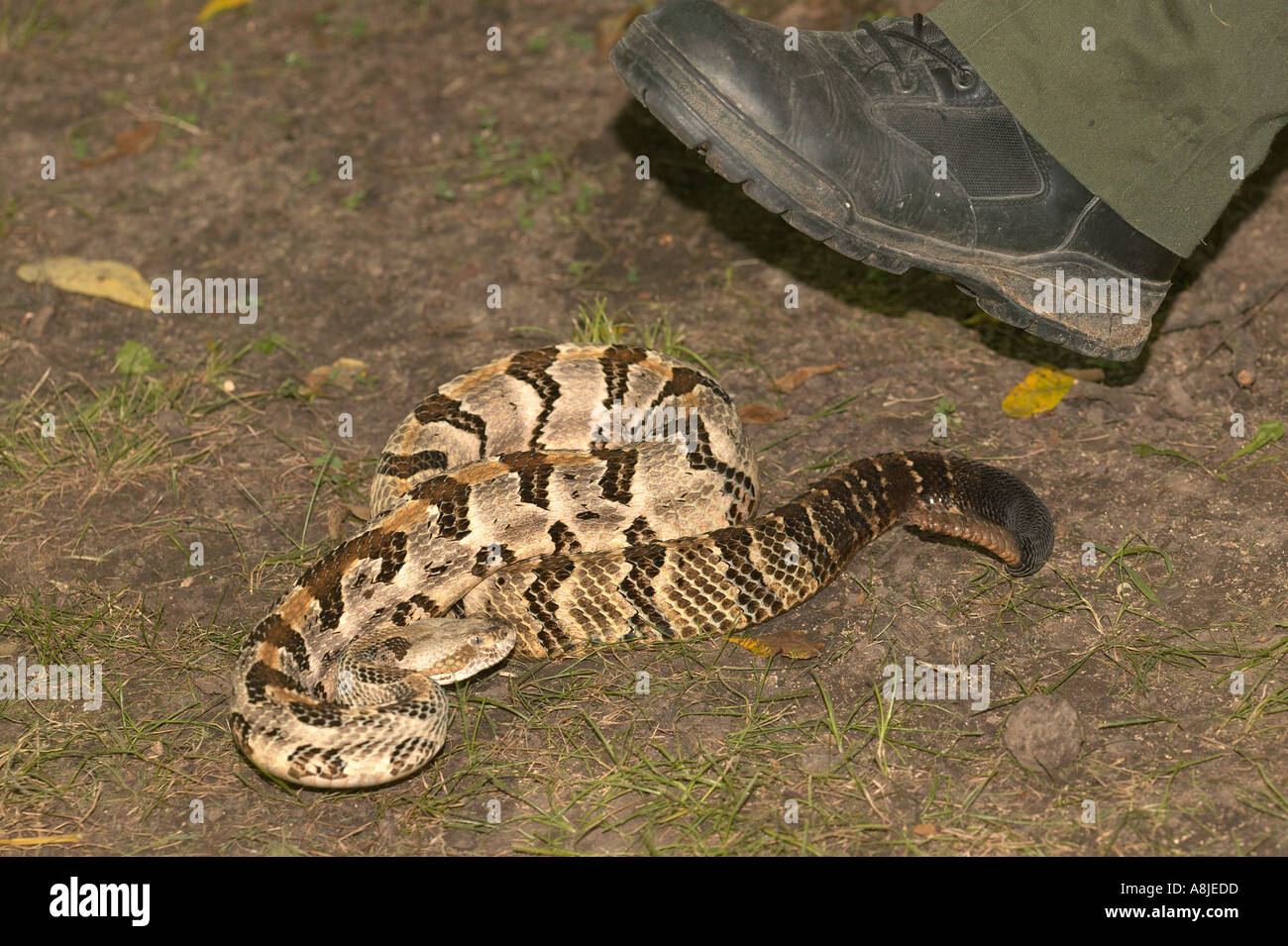 Poisonous Timber Rattlesnake with man about to step on him with boot ...