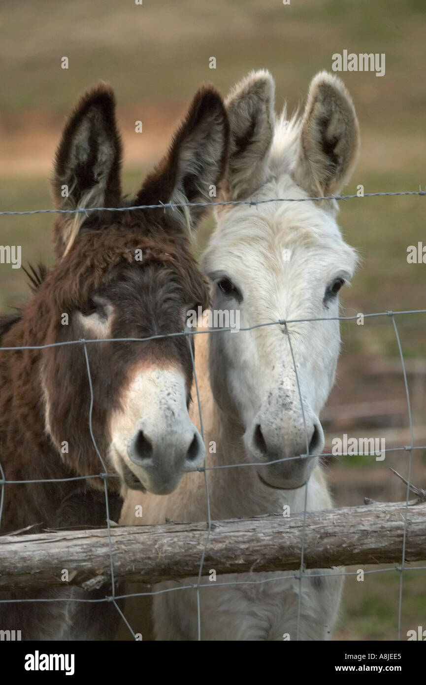 Two Mules High Resolution Stock Photography and Images - Alamy