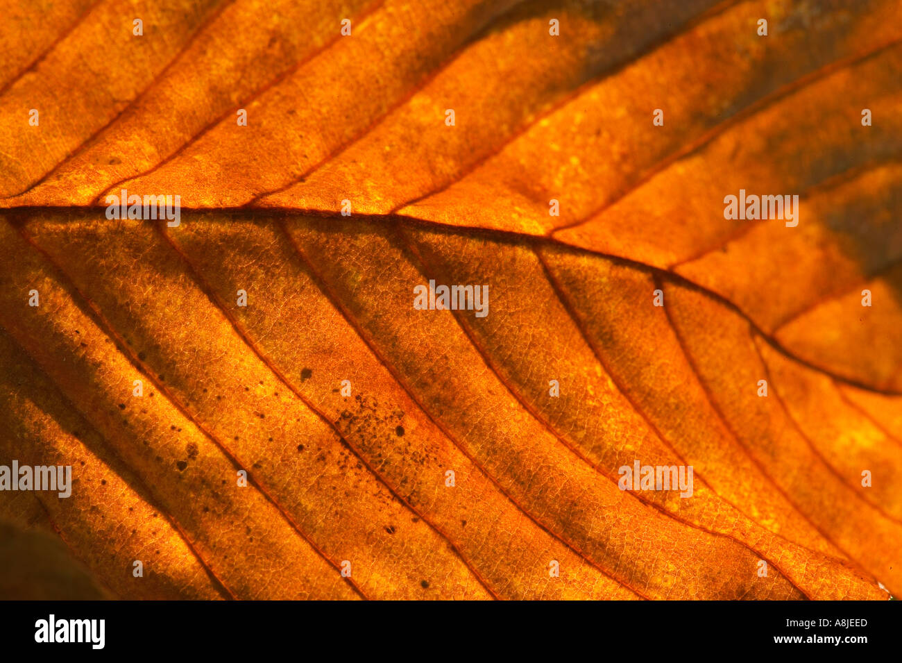 Through a leaf hi-res stock photography and images - Alamy